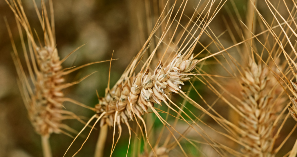Evaluation of durum wheat accessions suitable for organic farming ...